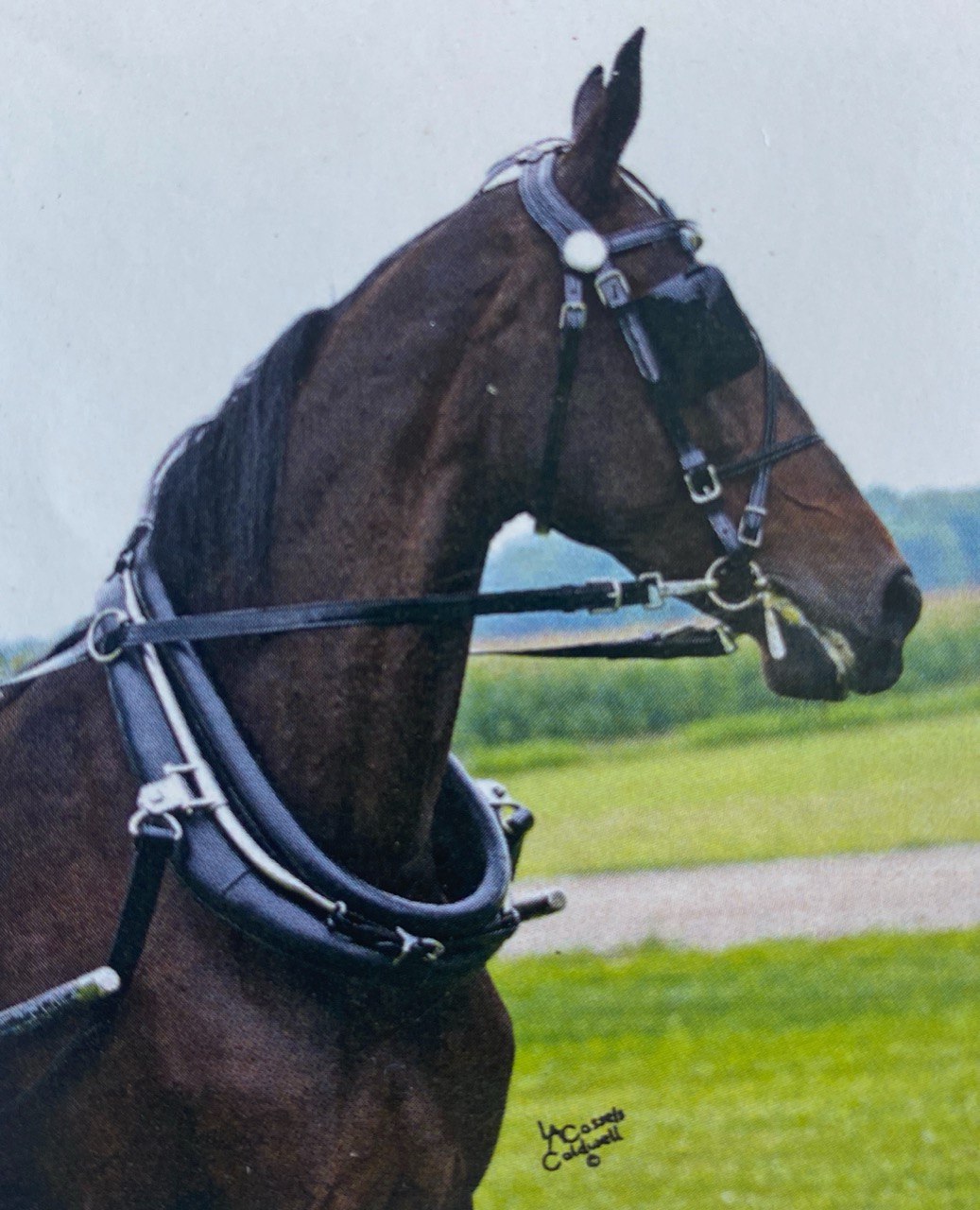 Standardbred Buggy Harness